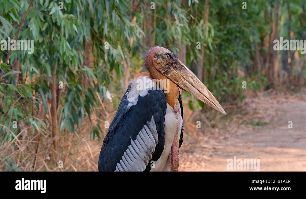 Southern stork bird Stock Videos & Footage - HD and 4K Video Clips - Alamy
