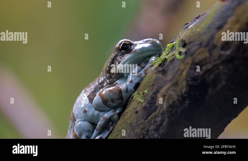 Lying frog Stock Videos & Footage - HD and 4K Video Clips - Alamy