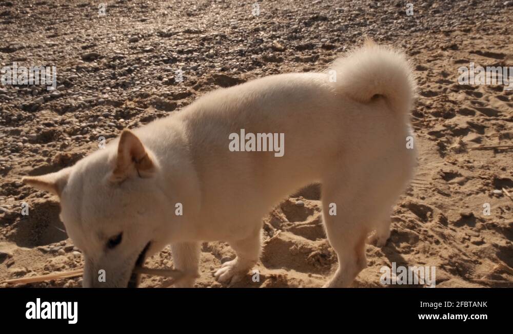 White furry shiba inu male bites the wooden stick while playing on the ...