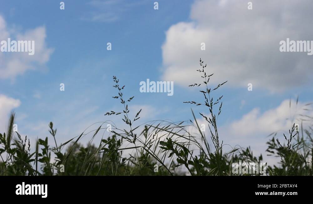 Insects clouds Stock Videos & Footage - HD and 4K Video Clips - Alamy