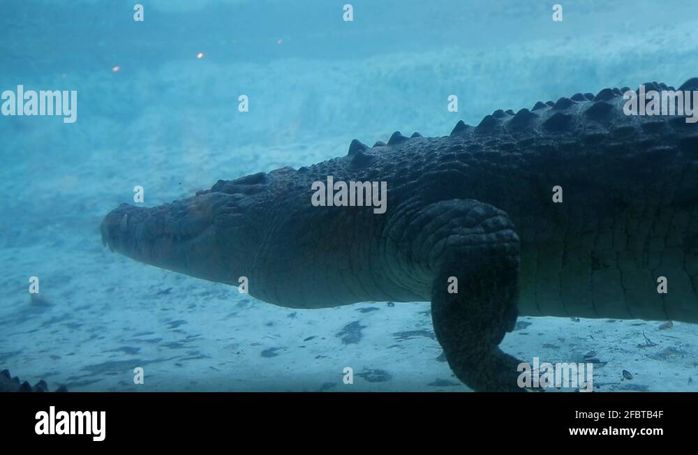 Crocodile walking not alligator Stock Videos & Footage - HD and 4K ...