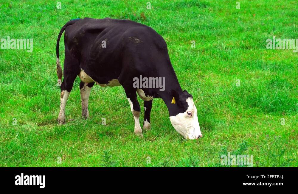 English cow Stock Videos & Footage - HD and 4K Video Clips - Alamy