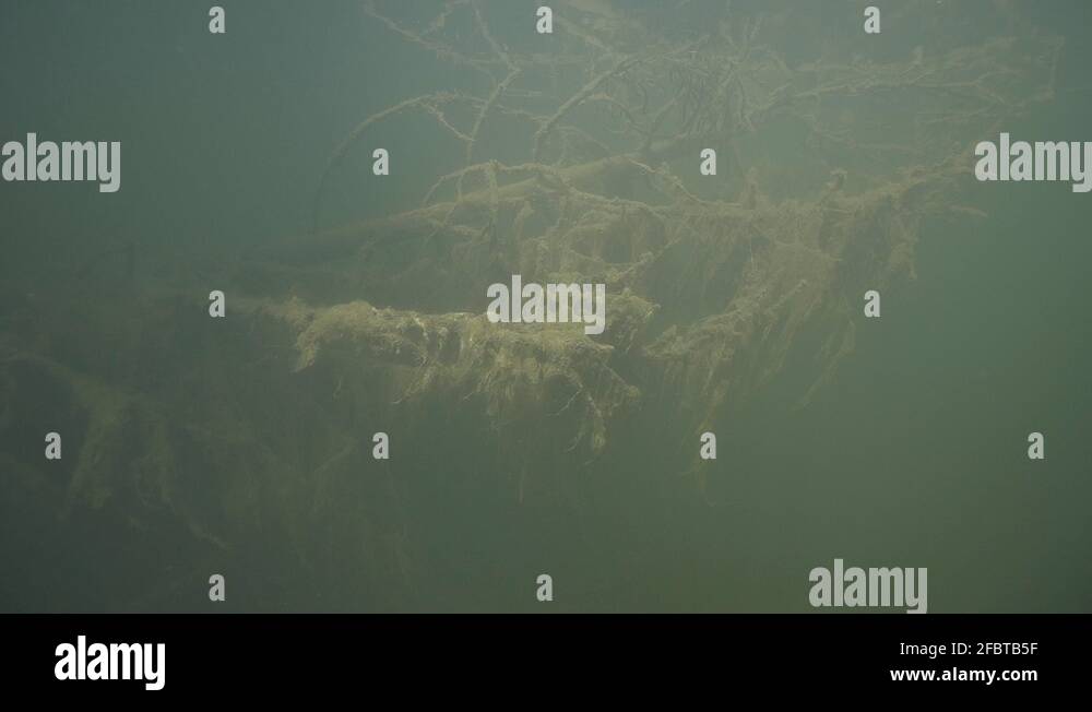 Tree algae Stock Videos & Footage - HD and 4K Video Clips - Alamy