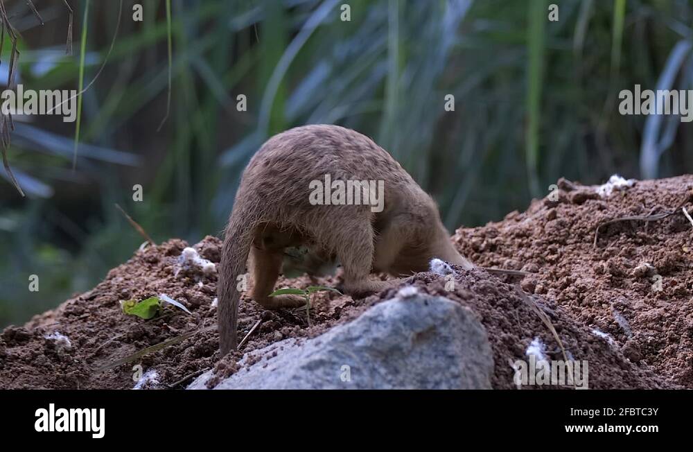 Single digging Stock Videos & Footage - HD and 4K Video Clips - Alamy