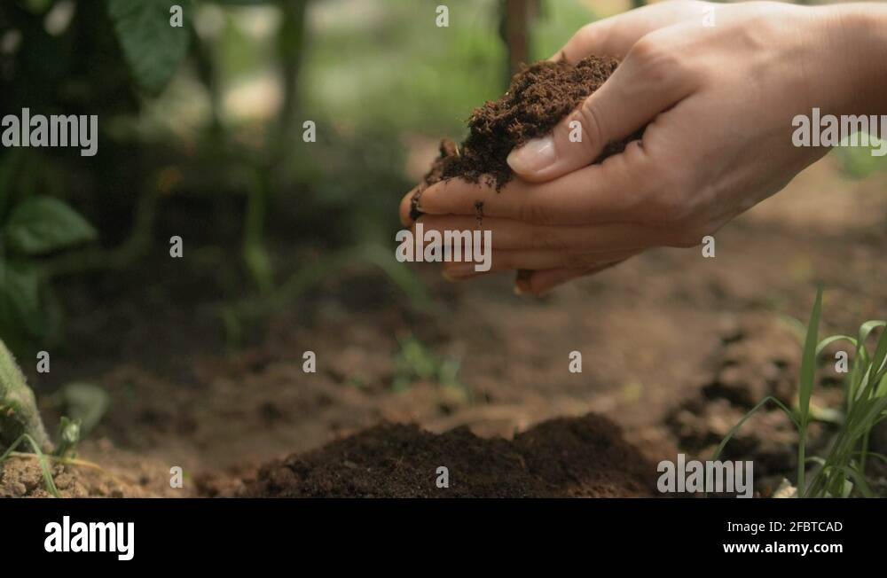 Background growing nurturing Stock Videos & Footage - HD and 4K Video ...