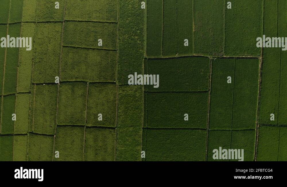 Top down aerial view of rice paddy fields in bali Stock Videos ...