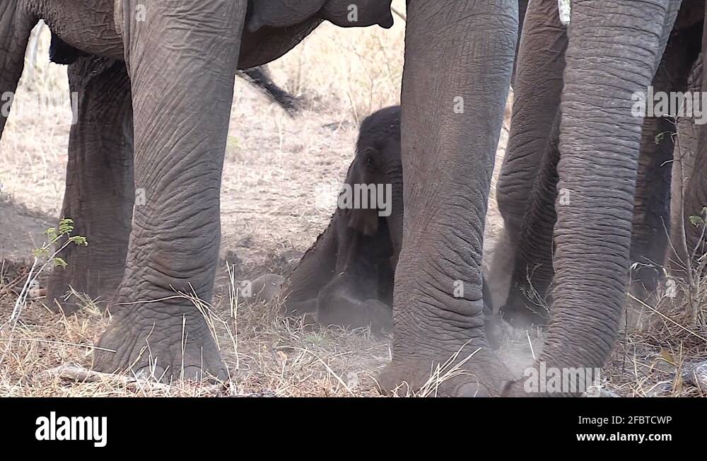 A newborn baby elephant tried to stand and take his first steps as the ...