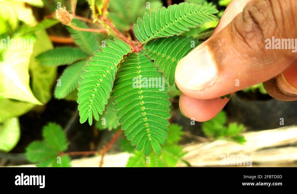 Leaf of touch me not plant been touched by a fingers and the leaves ...