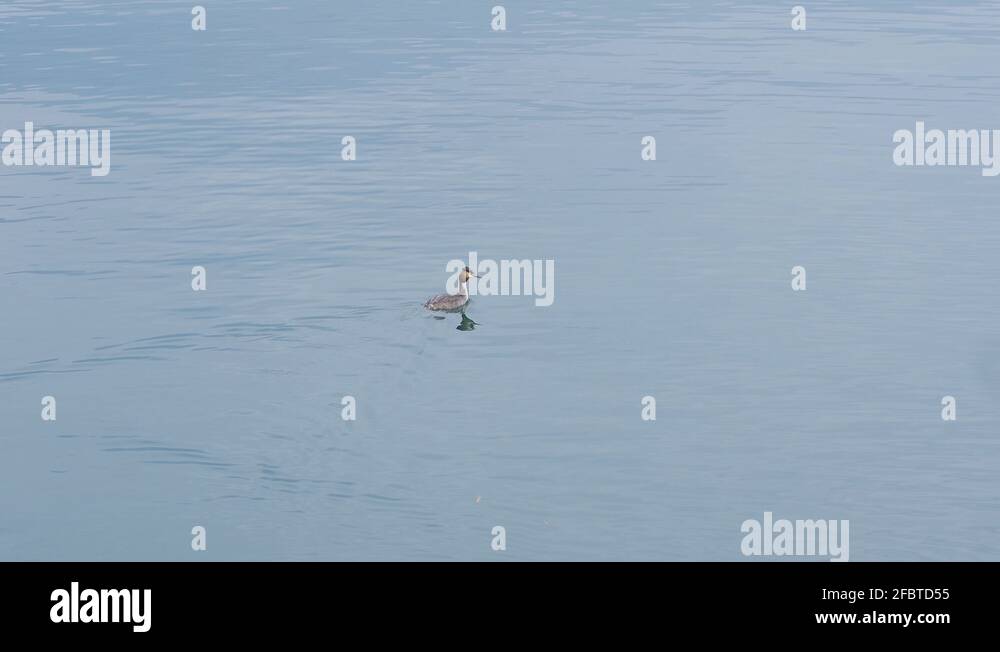 Diving bird species Stock Videos & Footage - HD and 4K Video Clips - Alamy