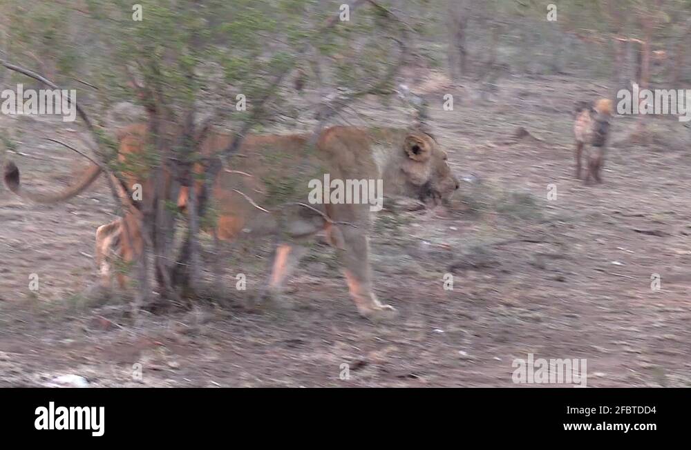 Leo marks Stock Videos & Footage - HD and 4K Video Clips - Alamy