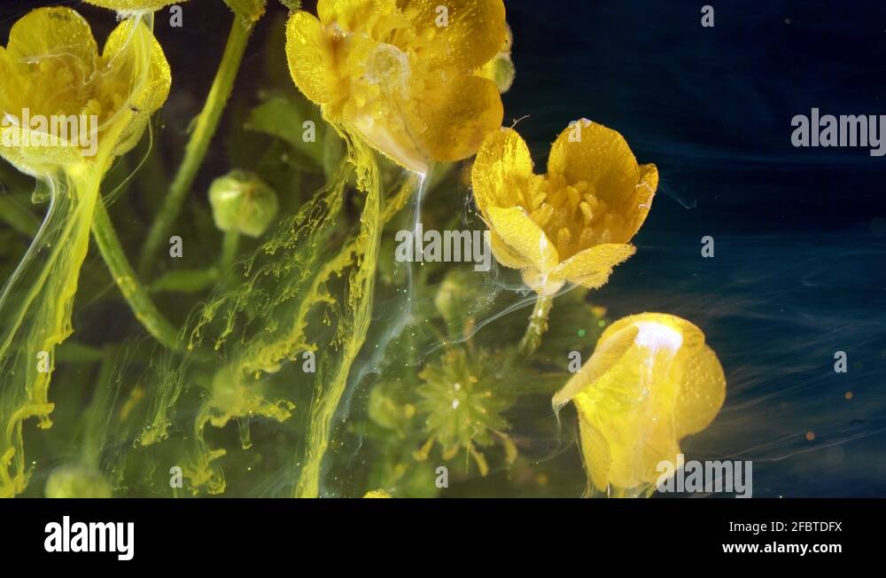 Water buttercup Stock Videos & Footage - HD and 4K Video Clips - Alamy