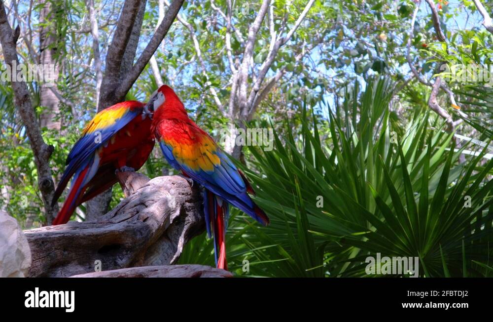 Two cute Scarlet Macaws playing with their beaks and claws in the ...