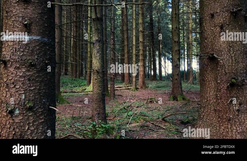 Camera hovers slowly through dark forest and trough trees – 4k Stock ...