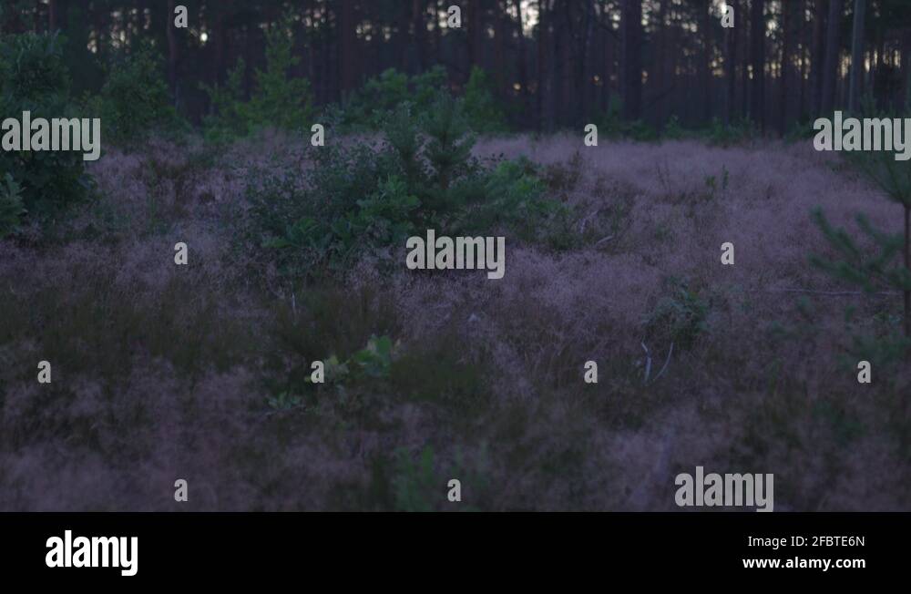 Nightmare scenery Stock Videos & Footage - HD and 4K Video Clips - Alamy