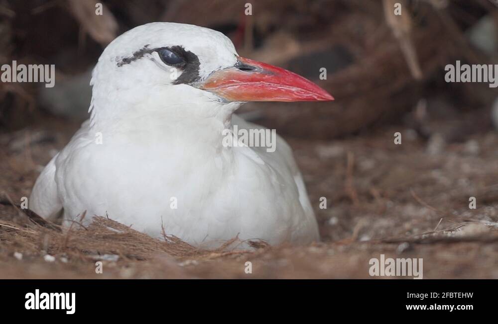 Beach nesting bird Stock Videos & Footage - HD and 4K Video Clips - Alamy