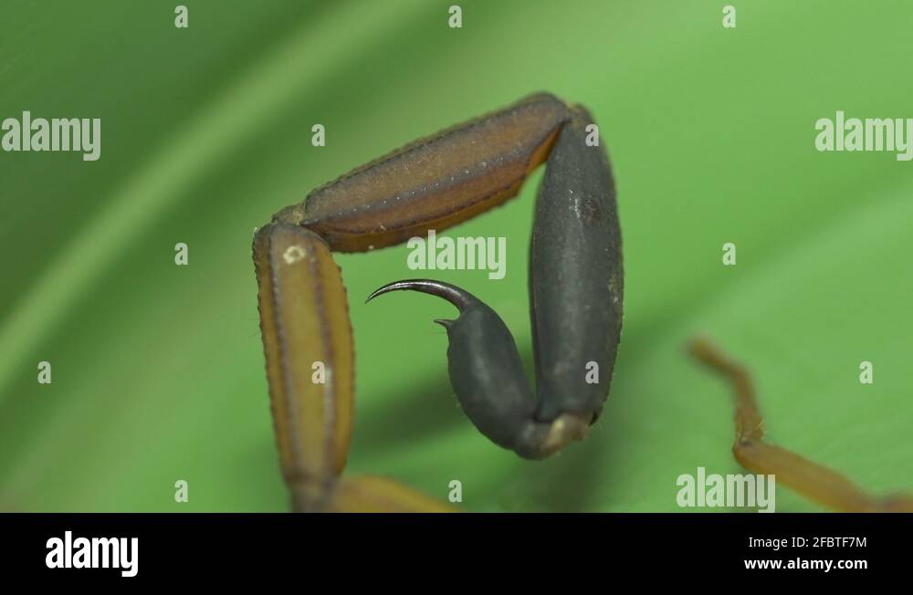 Scorpion stinger Stock Videos & Footage - HD and 4K Video Clips - Alamy