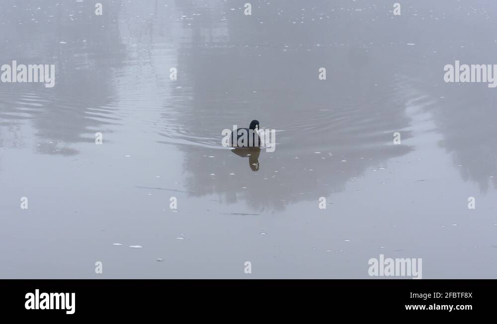 Australian swamp bird Stock Videos & Footage - HD and 4K Video Clips ...