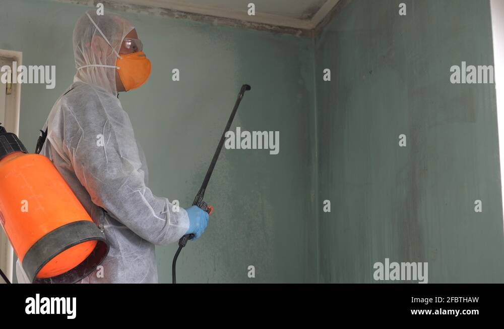 Mold on house walls Stock Videos & Footage - HD and 4K Video Clips - Alamy