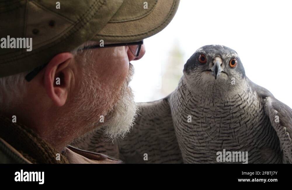 Falconry uk Stock Videos & Footage - HD and 4K Video Clips - Alamy