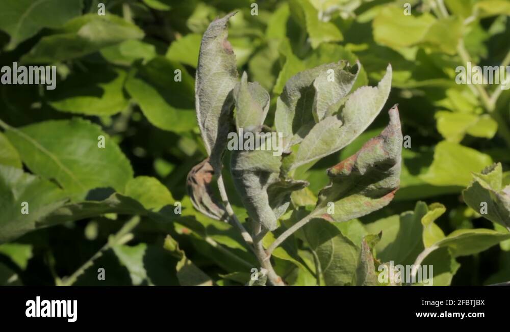 Fungal infection apple Stock Videos & Footage - HD and 4K Video Clips ...