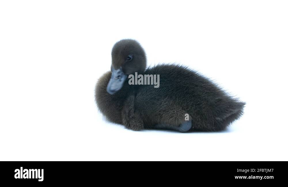 White duck profile Stock Videos & Footage - HD and 4K Video Clips - Alamy