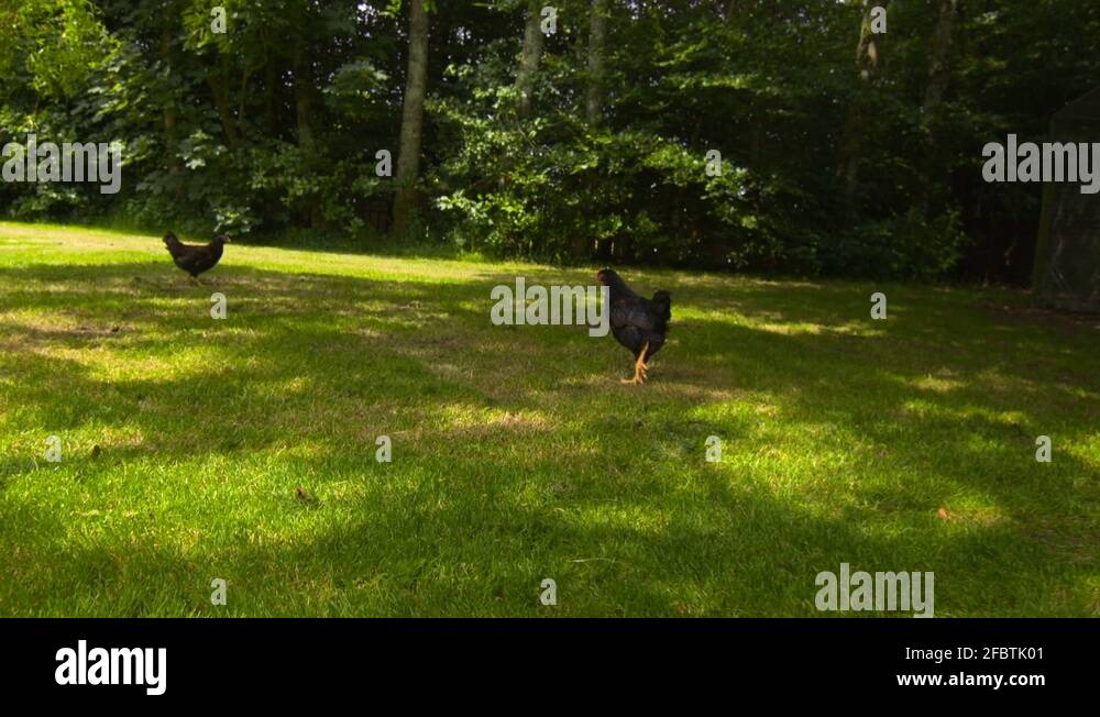 Organic hens Stock Videos & Footage - HD and 4K Video Clips - Alamy