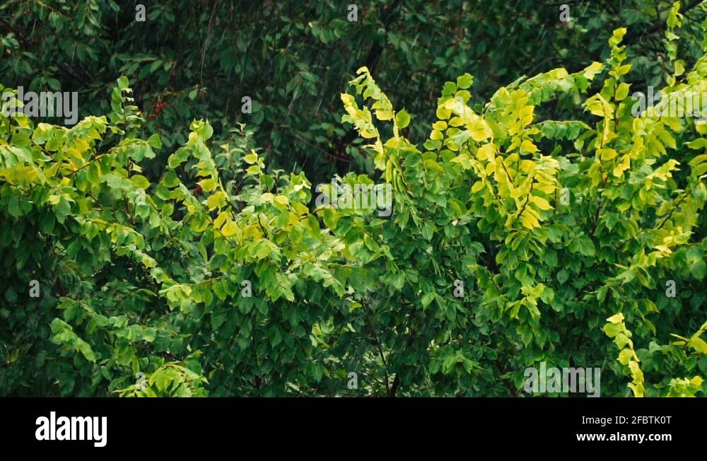 Trees and climate change Stock Videos & Footage - HD and 4K Video Clips ...