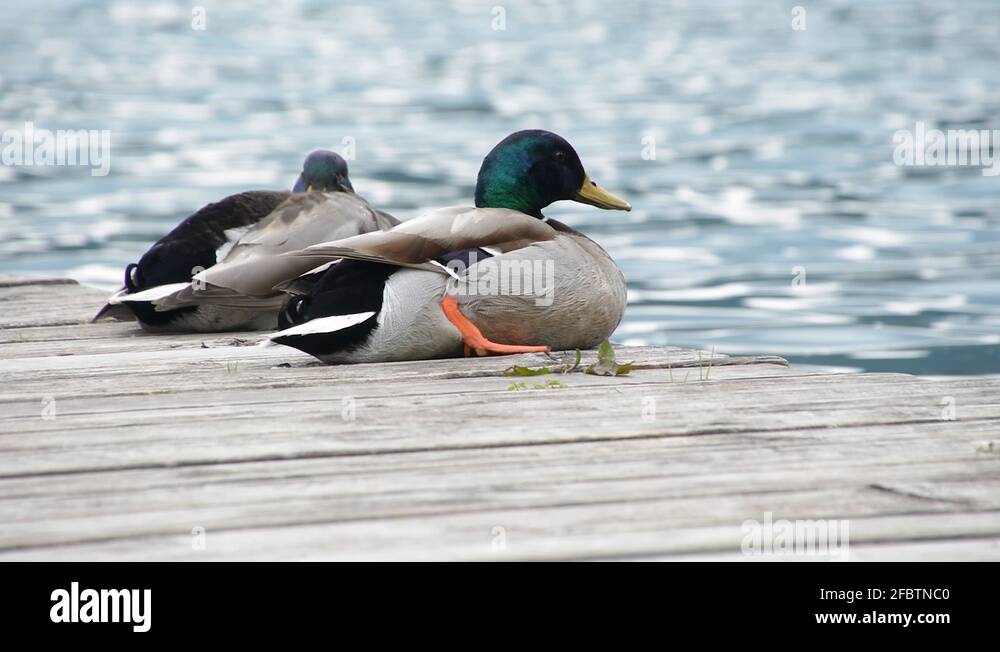 European ducks Stock Videos & Footage - HD and 4K Video Clips - Alamy