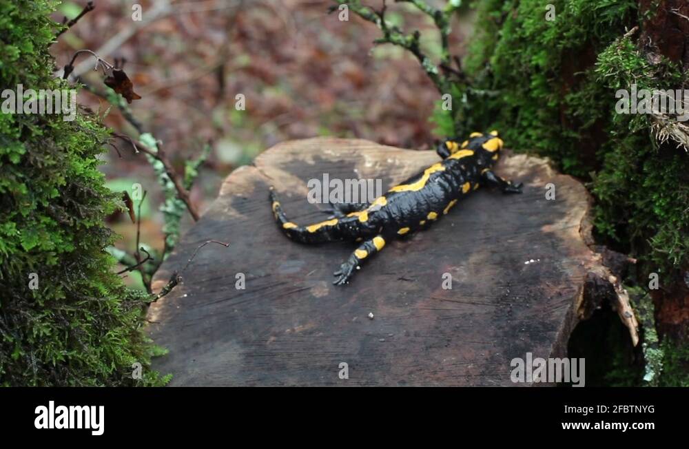 Fire habitat salamander Stock Videos & Footage - HD and 4K Video Clips ...
