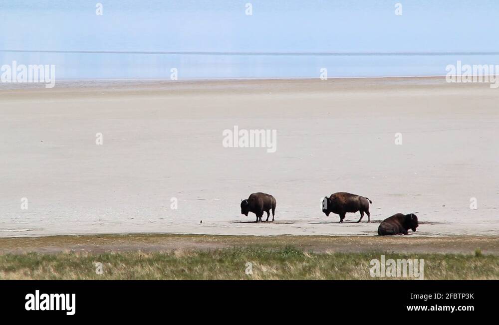 Shaggy buffalo Stock Videos & Footage - HD and 4K Video Clips - Alamy