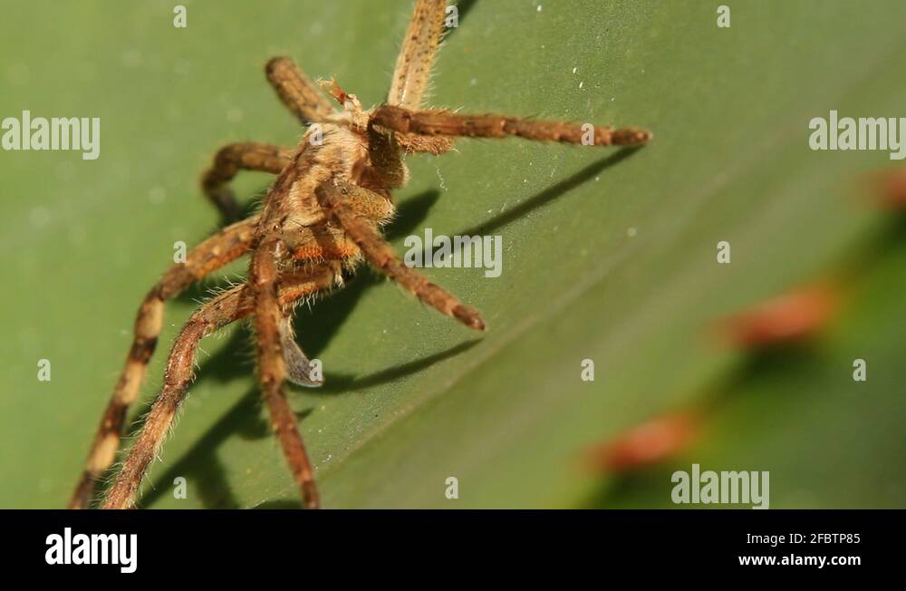 Spider skin Stock Videos & Footage - HD and 4K Video Clips - Alamy