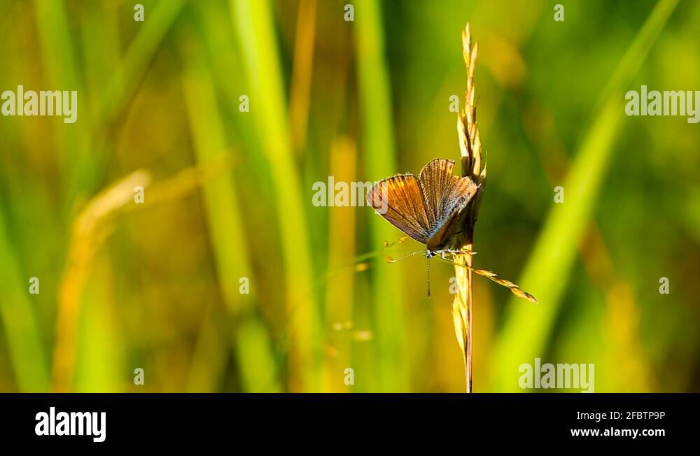 Icarus wings Stock Videos & Footage - HD and 4K Video Clips - Alamy