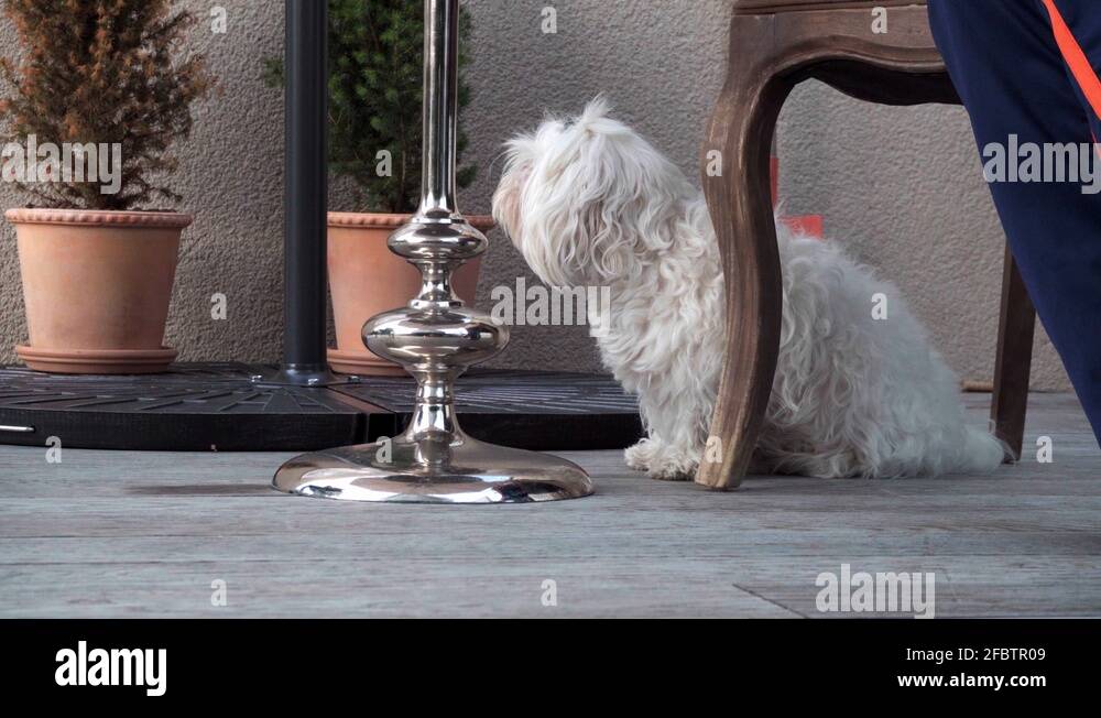 Dog under chair Stock Videos & Footage - HD and 4K Video Clips - Alamy