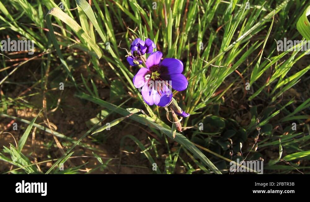 Namaqualand wildflowers Stock Videos & Footage - HD and 4K Video Clips ...