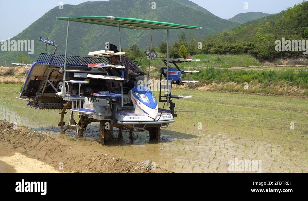 Planting rice seedling Stock Videos & Footage - HD and 4K Video Clips ...