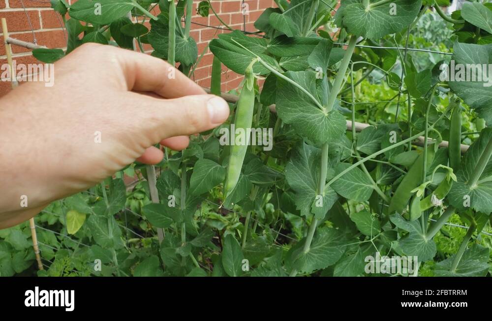Seed seed pod Stock Videos & Footage - HD and 4K Video Clips - Alamy