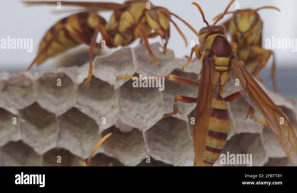 Paper wasps Stock Videos & Footage - HD and 4K Video Clips - Alamy