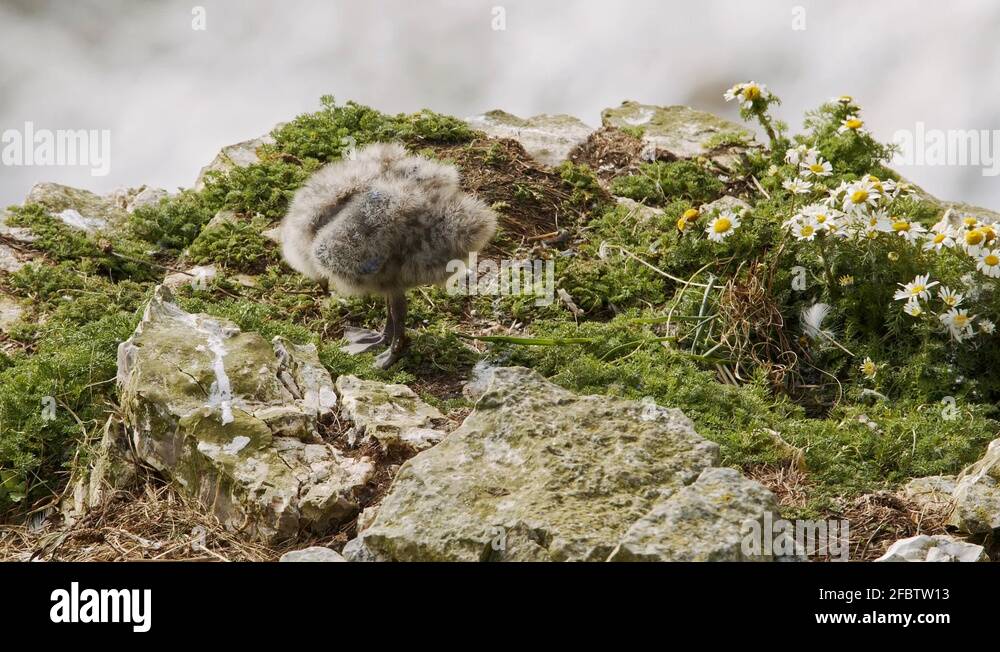 Herring gull wing Stock Videos & Footage - HD and 4K Video Clips - Alamy