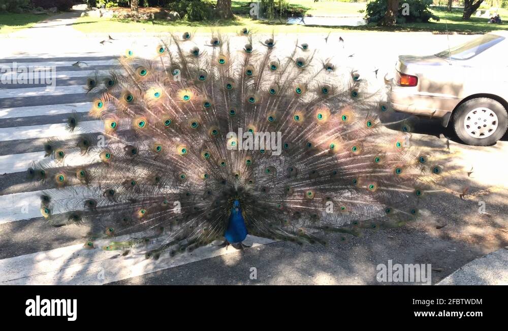 Bird displays Stock Videos & Footage - HD and 4K Video Clips - Alamy