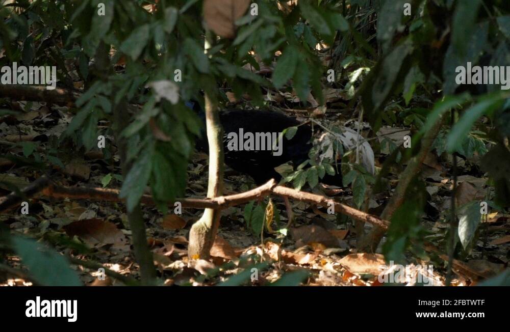 Jungle turkey Stock Videos & Footage - HD and 4K Video Clips - Alamy