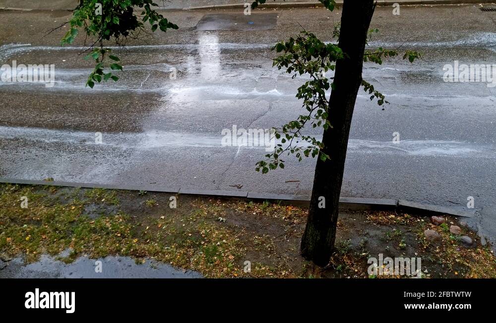Static view of rain falling on a street with trees dripping water Stock ...