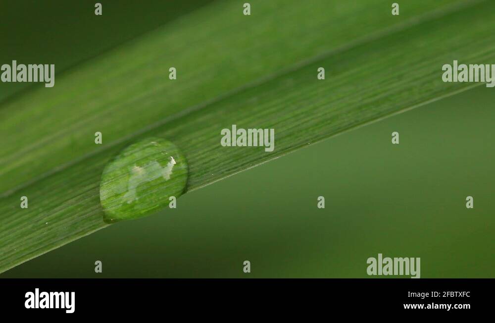Leaf environment Stock Videos & Footage - HD and 4K Video Clips - Alamy