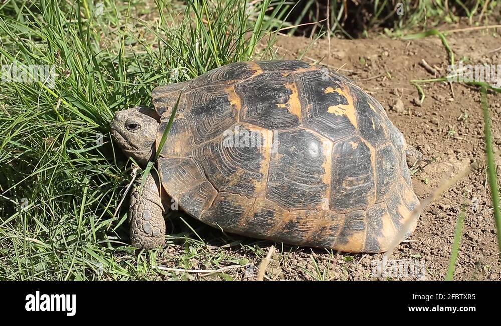 Spur thighed tortoise testudo graeca Stock Videos & Footage - HD and 4K ...