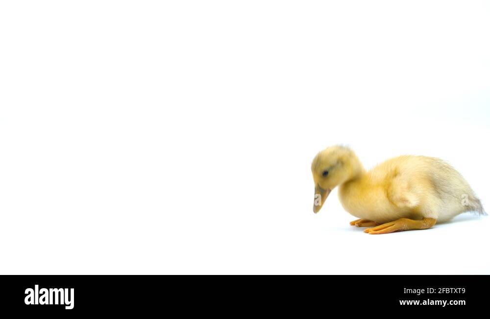 Cute yellow duckling bobbing up and down as he walks across a white ...
