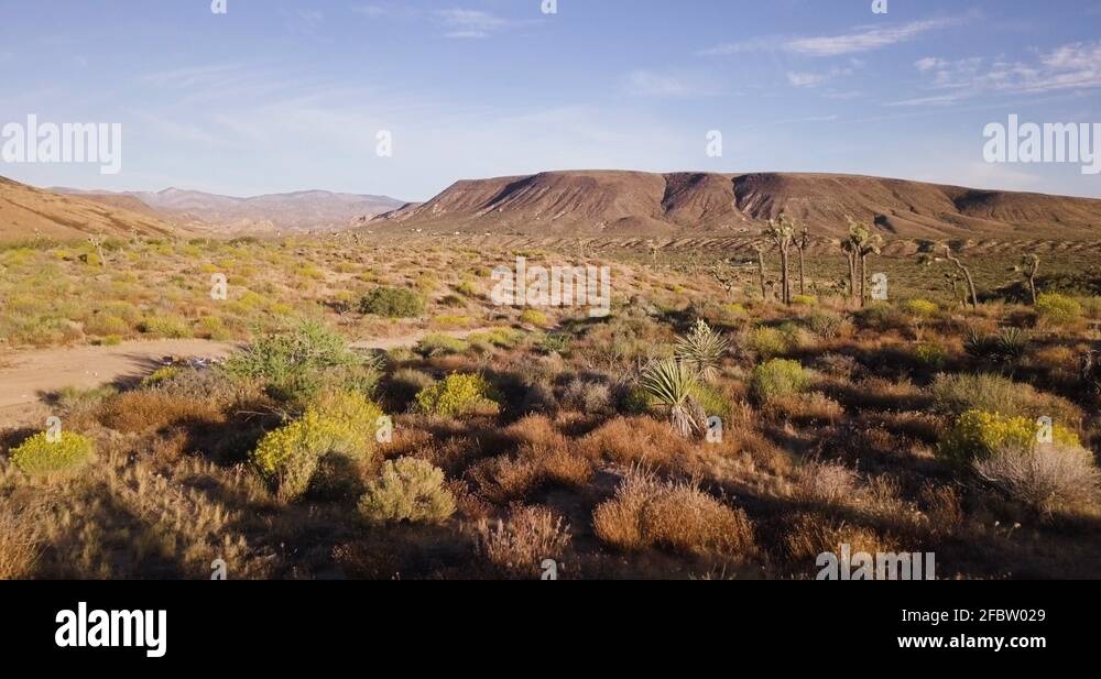 Yucca cactus mohave desert Stock Videos & Footage - HD and 4K Video ...