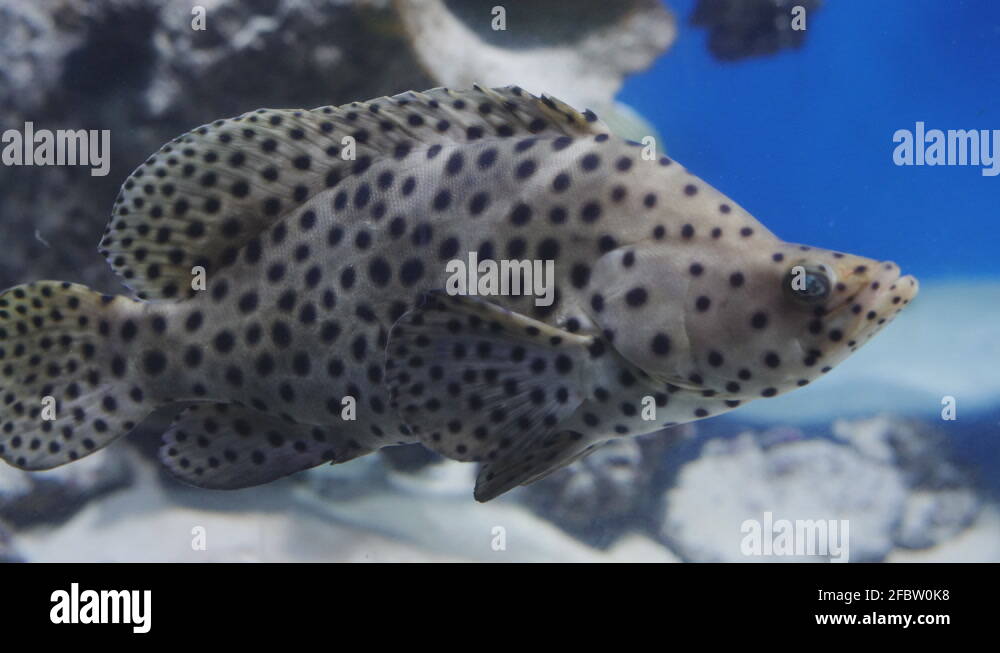 Barramundi cod great barrier reef Stock Videos & Footage - HD and 4K ...