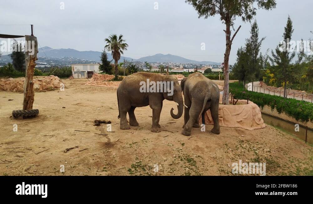 Two large elephants are standing and one of them is urinating and ...