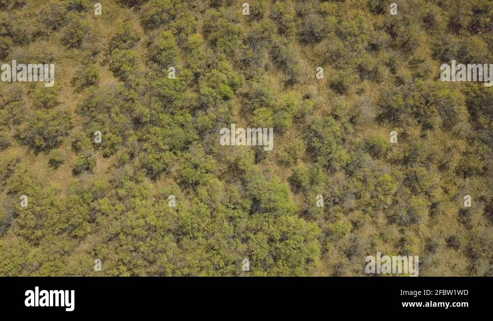 Arid tropical Stock Videos & Footage - HD and 4K Video Clips - Alamy
