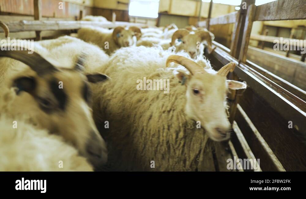 Sheep inside a pen at a farm. One sheep is shy and backs up, another ...