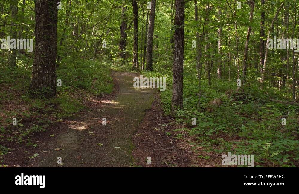 Pavement through forest Stock Videos & Footage - HD and 4K Video Clips ...